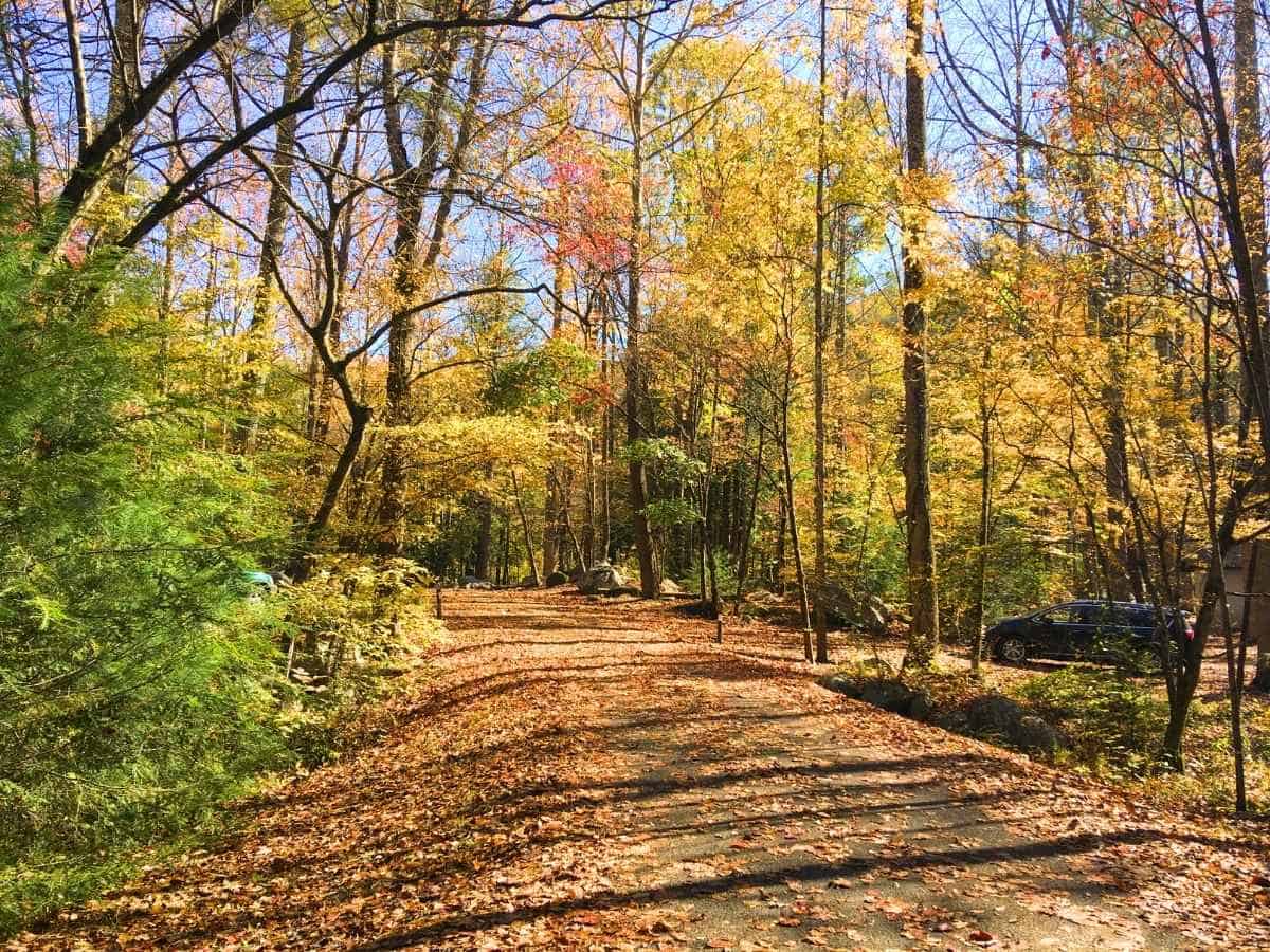 Forest In the Fall Preschool Unit - Gratefully Grounded