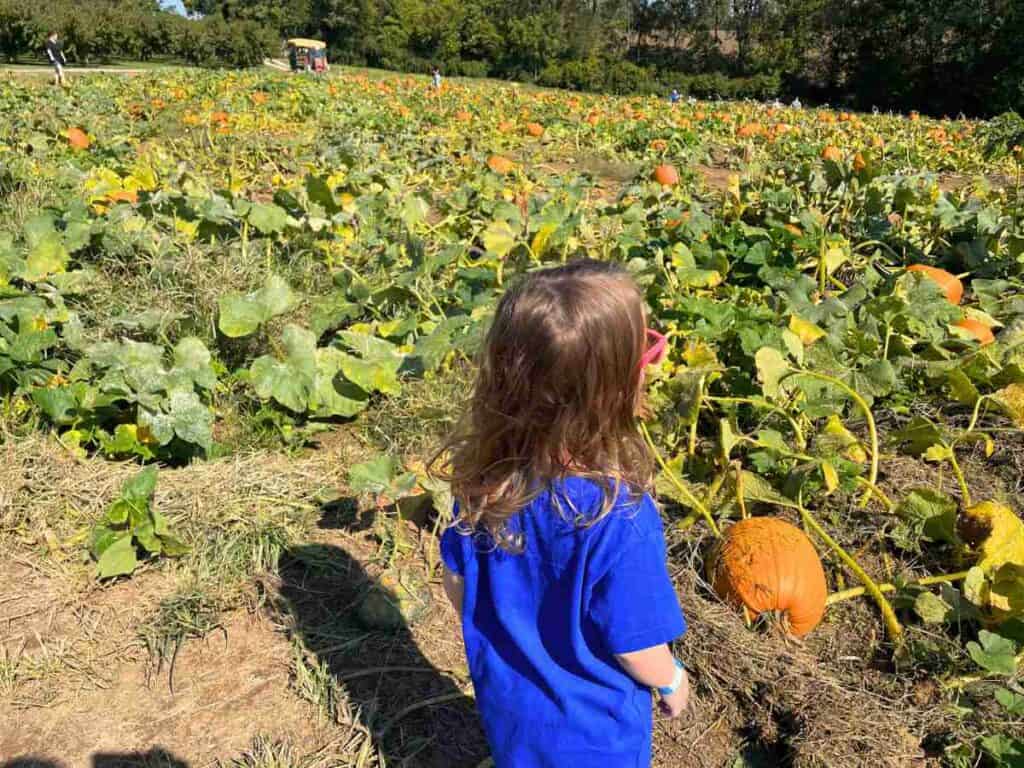 Preschool Pumpkin Unit Theme - Gratefully Grounded